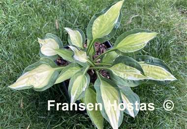 Hosta Gypsy Lemon - Fransen Hostas